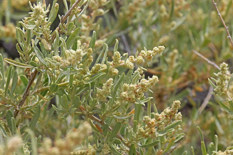 Atriplex canescens (Four-Wing Saltbush)