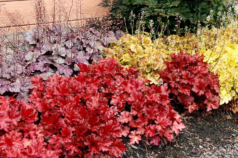 Heuchera 'Forever Red' (Coral Bells)