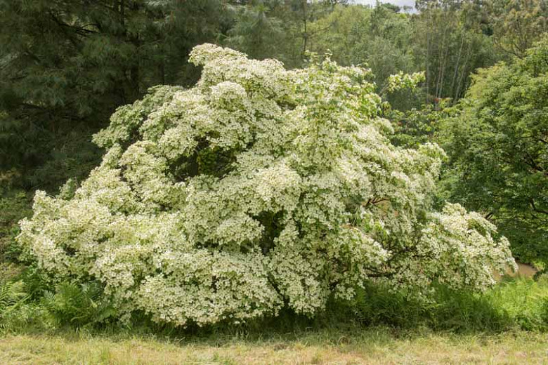 Cornus kousa var. chinensis (Chinese Dogwood)