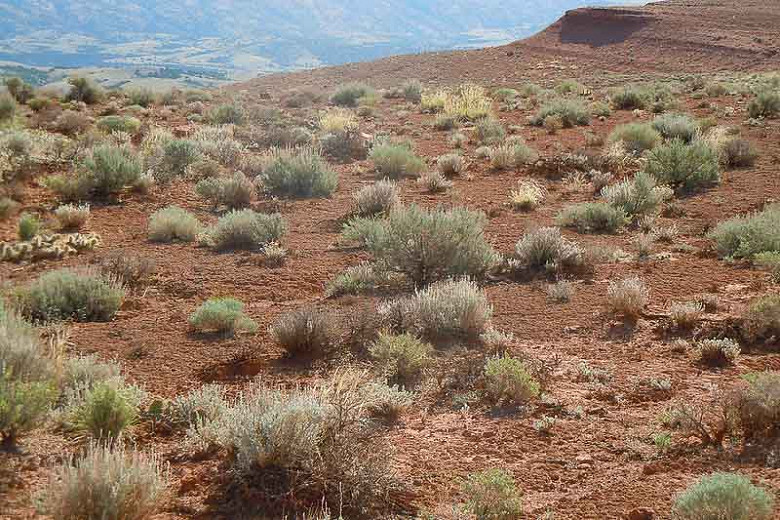 Artemisia tridentata (Big Sagebrush)