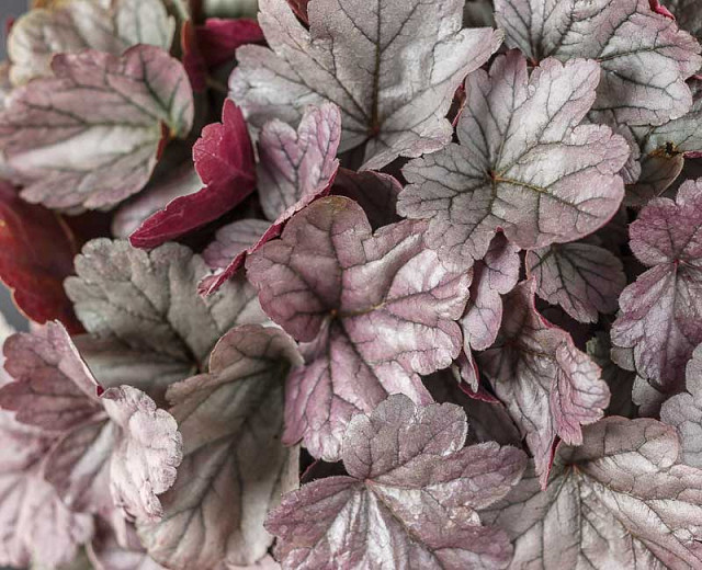 Heuchera 'Silver Gumdrop' (Coral Bells)