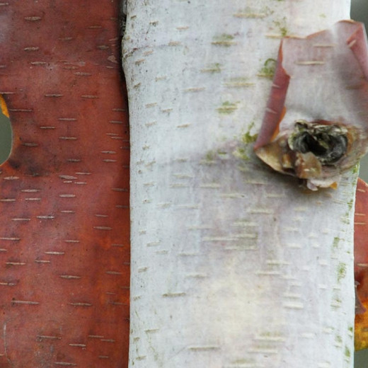 Betula albosinensis var. septentrionalis (Chinese Red Birch)