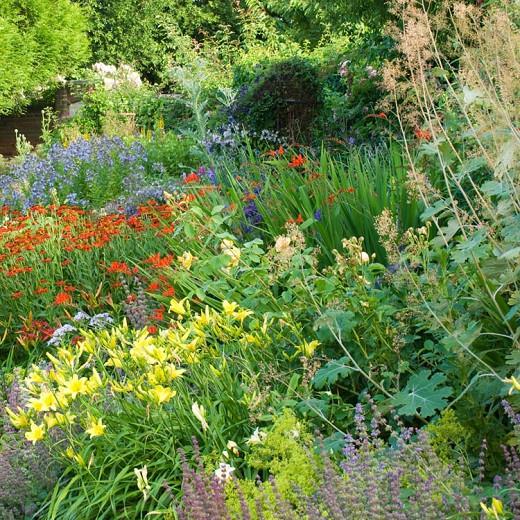 Macleaya microcarpa 'Kelway's Coral Plume' (Plume Poppy)