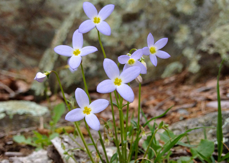 Houstonia caerulea (Bluets)