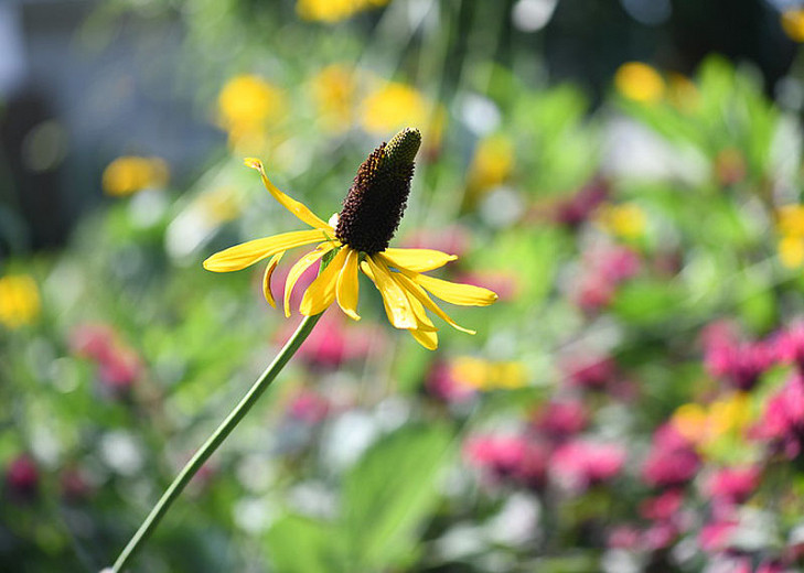 Rudbeckia maxima (Giant Coneflower)