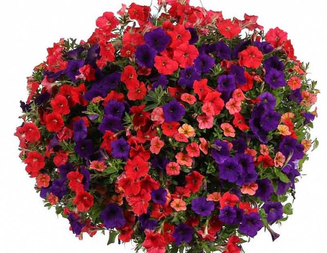 Petunia 'Supertunia Really Red'