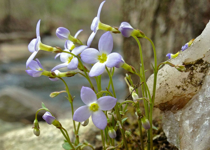 Houstonia caerulea (Bluets)