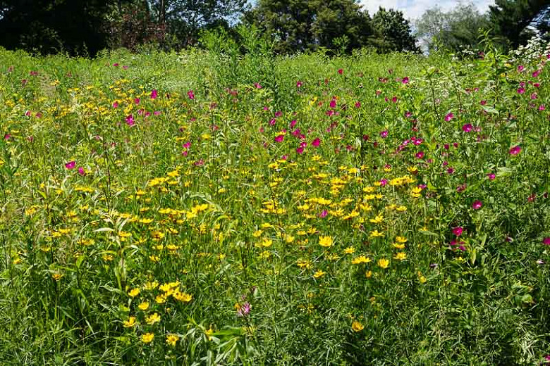 Illinois Wildflowers Coreopsis Palmata