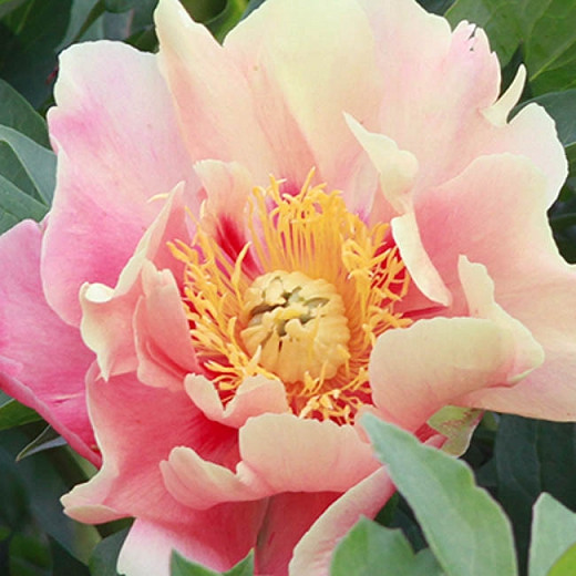 Paeonia 'Julia Rose' (Itoh Peony)