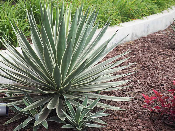 Yucca Gloriosa 'Variegata' (Variegated Spanish Dagger) World Of ...