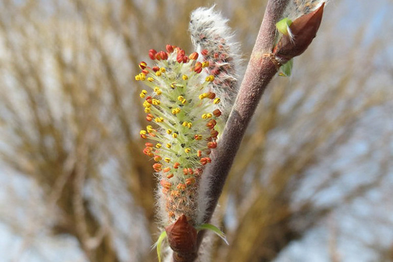 Salix purpurea (Purple Willow)