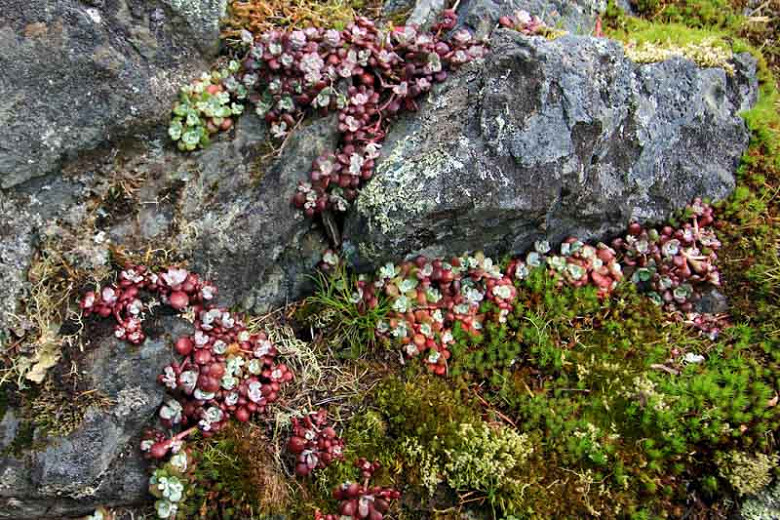 Sedum spathulifolium (Broadleaf Stonecrop)