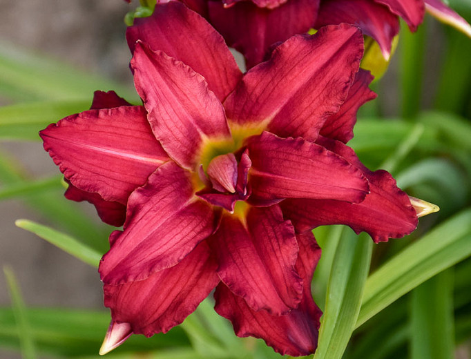 Hemerocallis 'Double Pardon Me' (Reblooming Daylily)