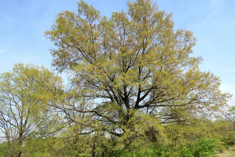 Quercus Phellos Flower
