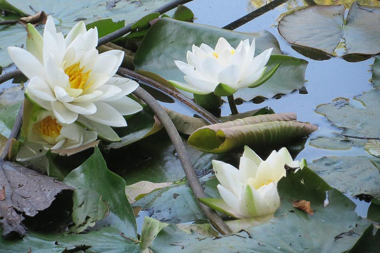 Nymphaea alba (White Water Lily)