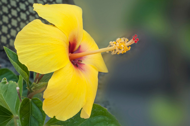 Yellow Hibiscus State Flower Of Hawaii | Best Flower Site