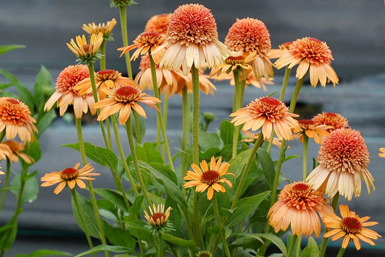 Haus & Garten Echinacea 1x Staude Garten Pflanze Sonnenhut Supreme ...