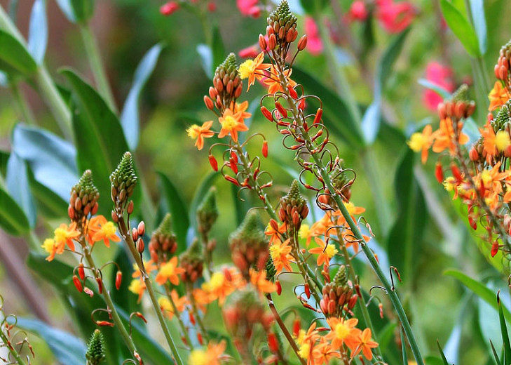 Bulbine frutescens (Orange Bulbine)