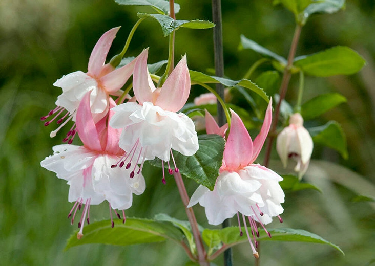 Nancys Flowers | Best Flower Site