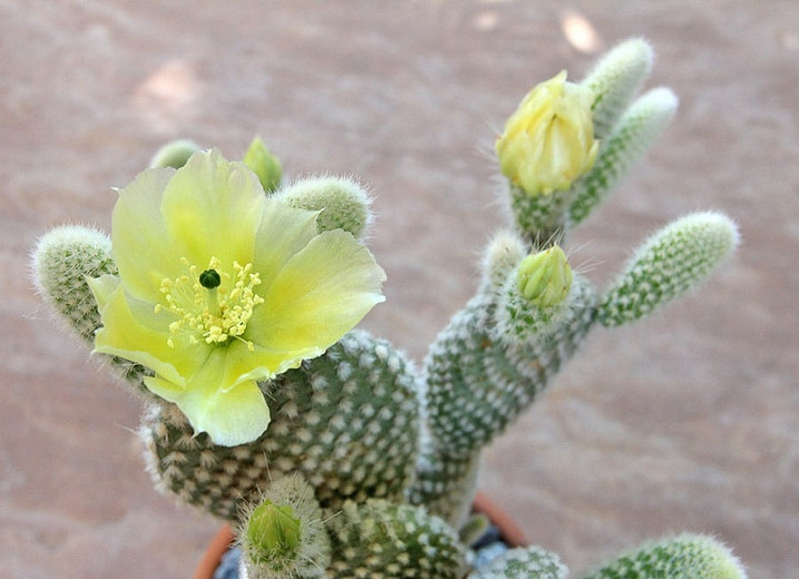 Opuntia microdasys (Bunny Ears)