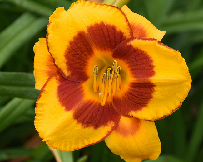 Home & Living 10 Plants Daylily Plant FOOLED ME Perennial Hemerocallis ...
