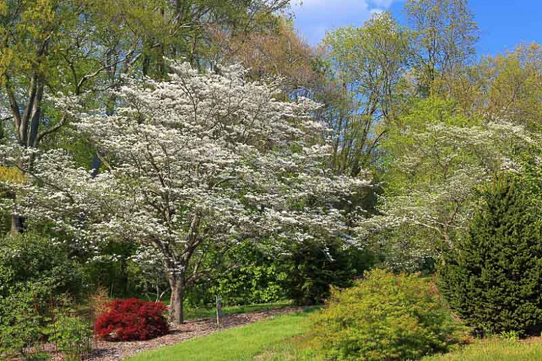 Where Is Dogwood Native To