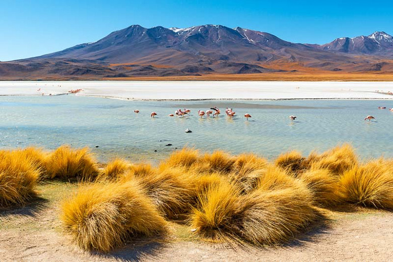 Stipa ichu (Peruvian Feather Grass)