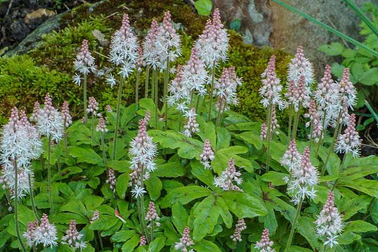 Tiarella wherryi (Wherry's Foam Flower)