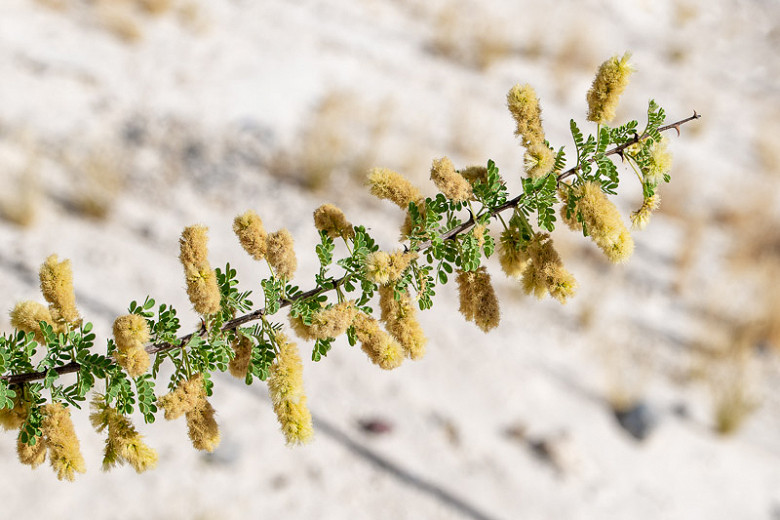 Senegalia greggii (Catclaw Acacia)