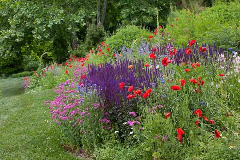 Silene Armeria