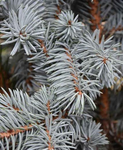 Picea pungens 'Koster' (Colorado Spruce)