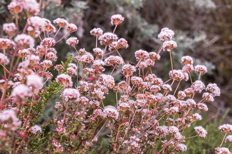 Eriogonum fasciculatum (California Buckwheat)