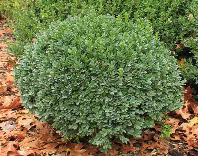 Buxus sinica var. insularis 'Nana' (Korean Boxwood)