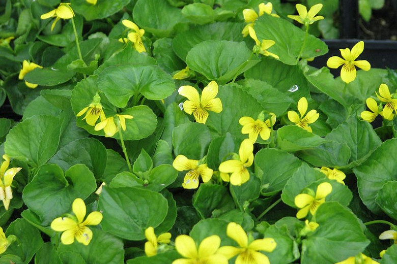 Viola glabella (Pioneer Violet)