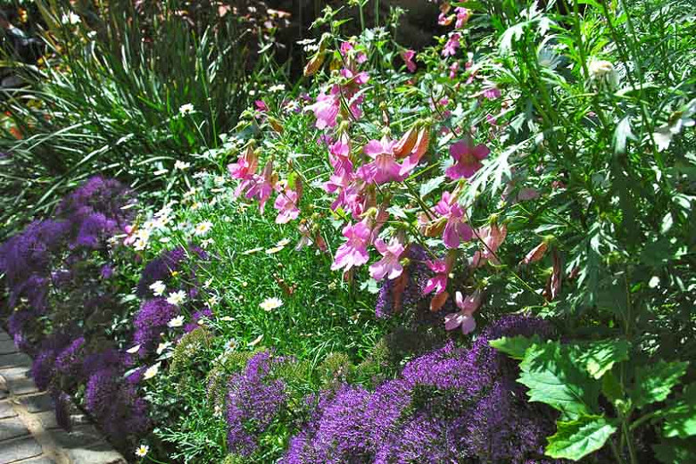 Trachelium caeruleum (Throatwort)