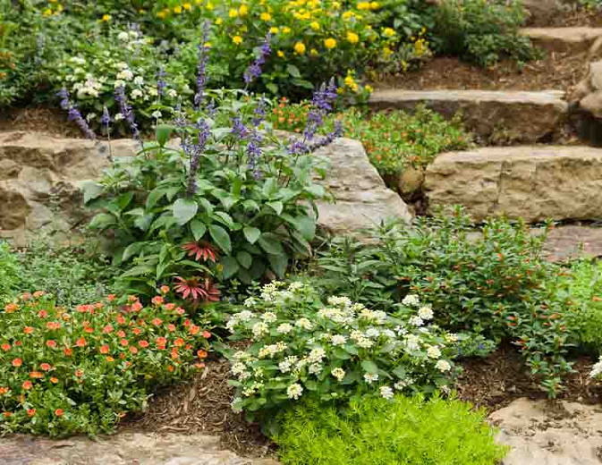 Cuphea 'Vermillionaire' (Large Firecracker Plant)