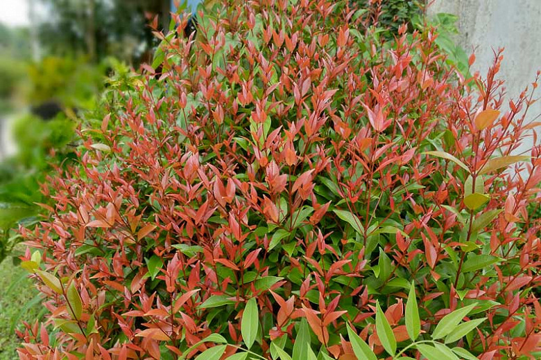 Nandina domestica 'Gulf Stream' (Heavenly Bamboo)