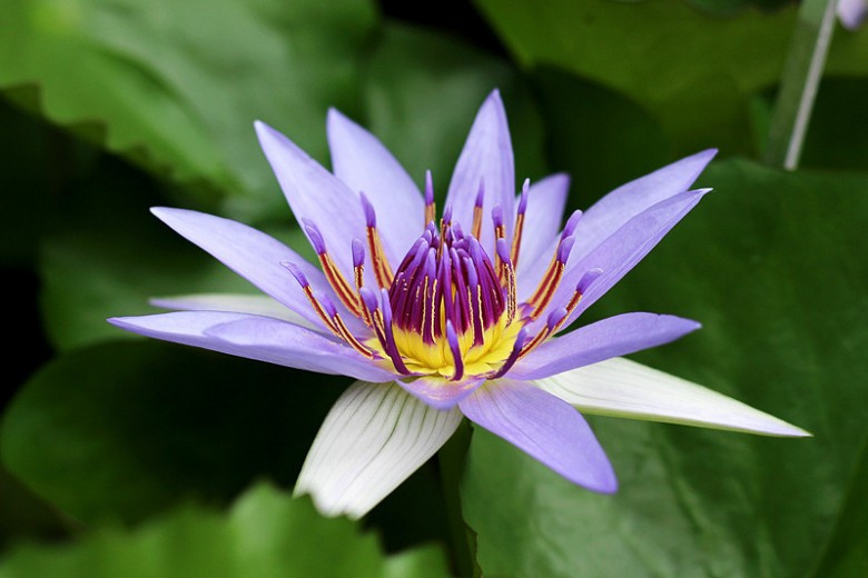 Tina Flowers | Best Flower Site