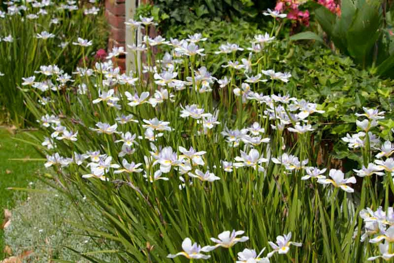 Dietes grandiflora (Fairy Iris)
