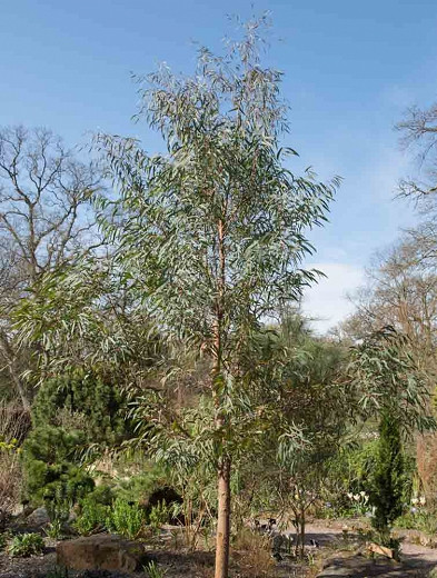 Willow Eucalyptus