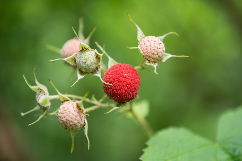 Rubus parviflorus (Thimbleberry)