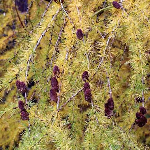 Larix x marschlinsii (Dunkeld Larch)