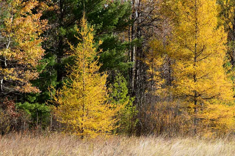 Larix laricina (American Larch)