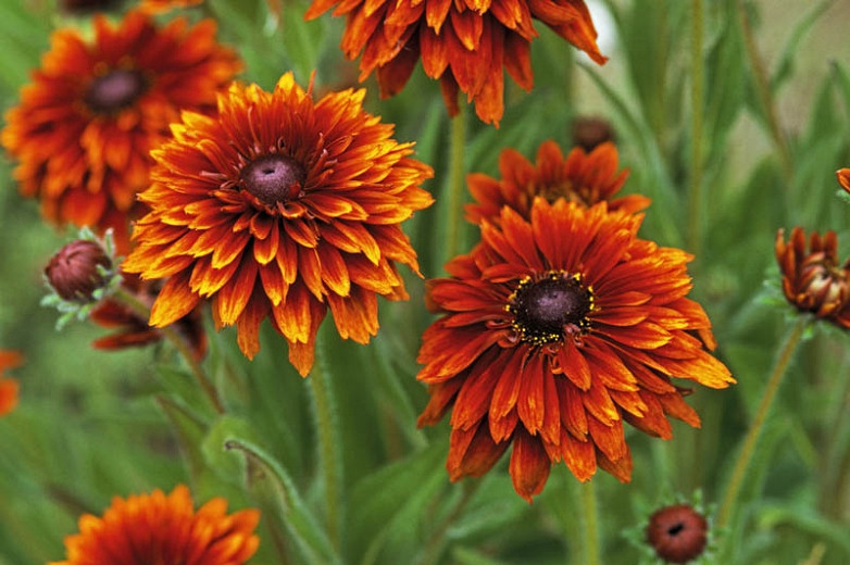Rudbeckia hirta 'Cherokee Sunset' (Black Eyed Susan)