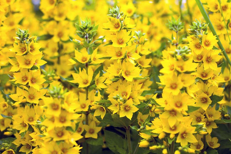 Identify Yellow Garden Flower | Best Flower Site