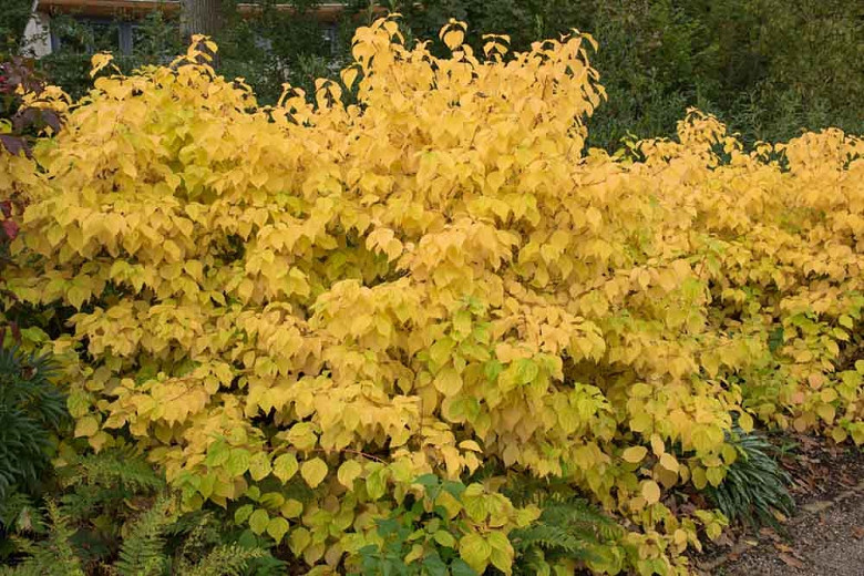 Cornus sanguinea 'Magic Flame' (Bloodtwig Dogwood)