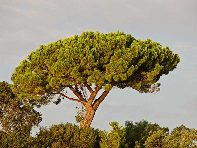 Pinus pinea (Italian Stone Pine)