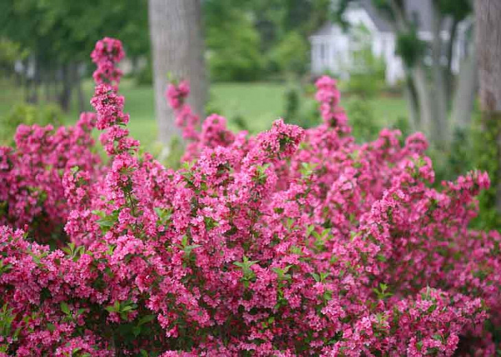 Weigela florida Sonic Bloom® Pink