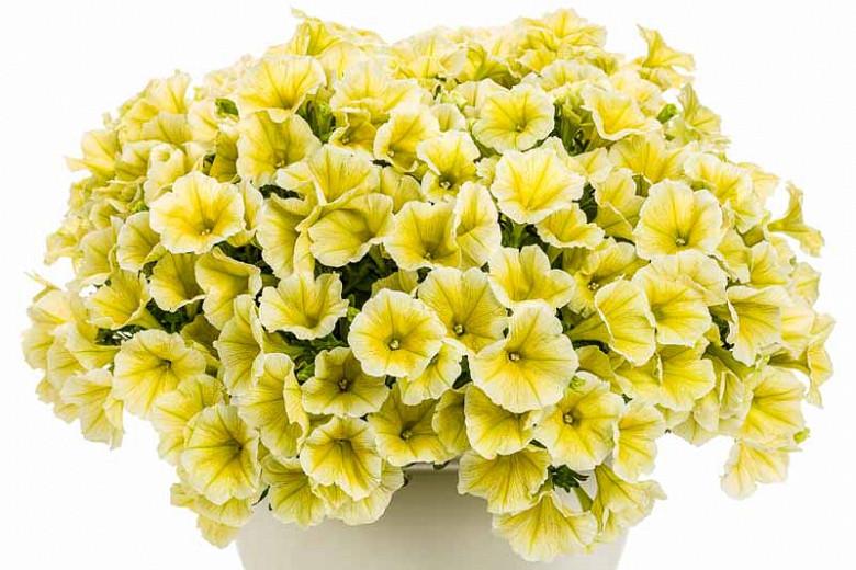Petunia 'Supertunia Limoncello'