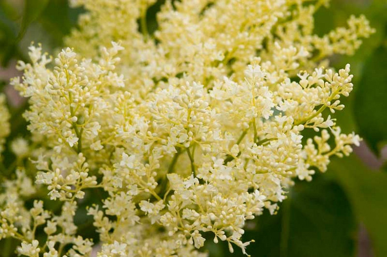 Syringa reticulata subsp. reticulata 'Snowdance' (Japanese Tree Lilac)